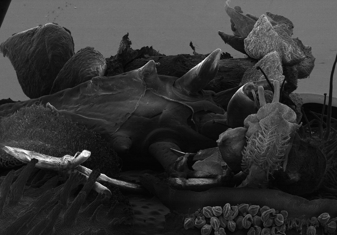 Electron Microscope Landscape, Microsculpture, Microlandscape ...