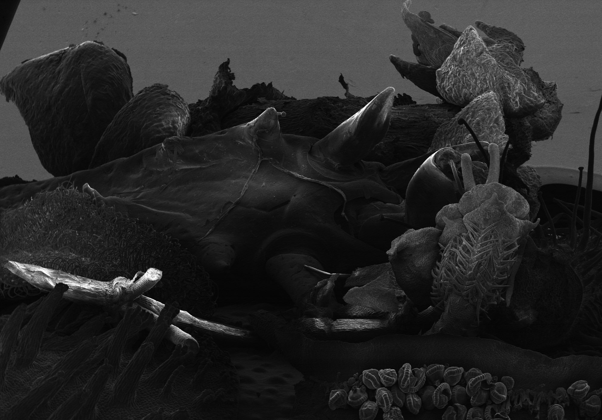 Electron Microscope Landscape, Microsculpture, Microlandscape ...