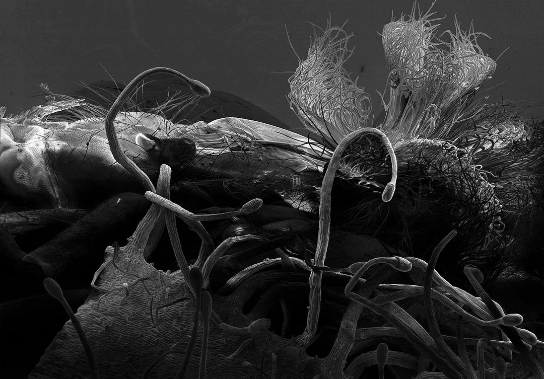 Electron Microscope Landscape Print: 'microsculpture 13 #5' - Etsy