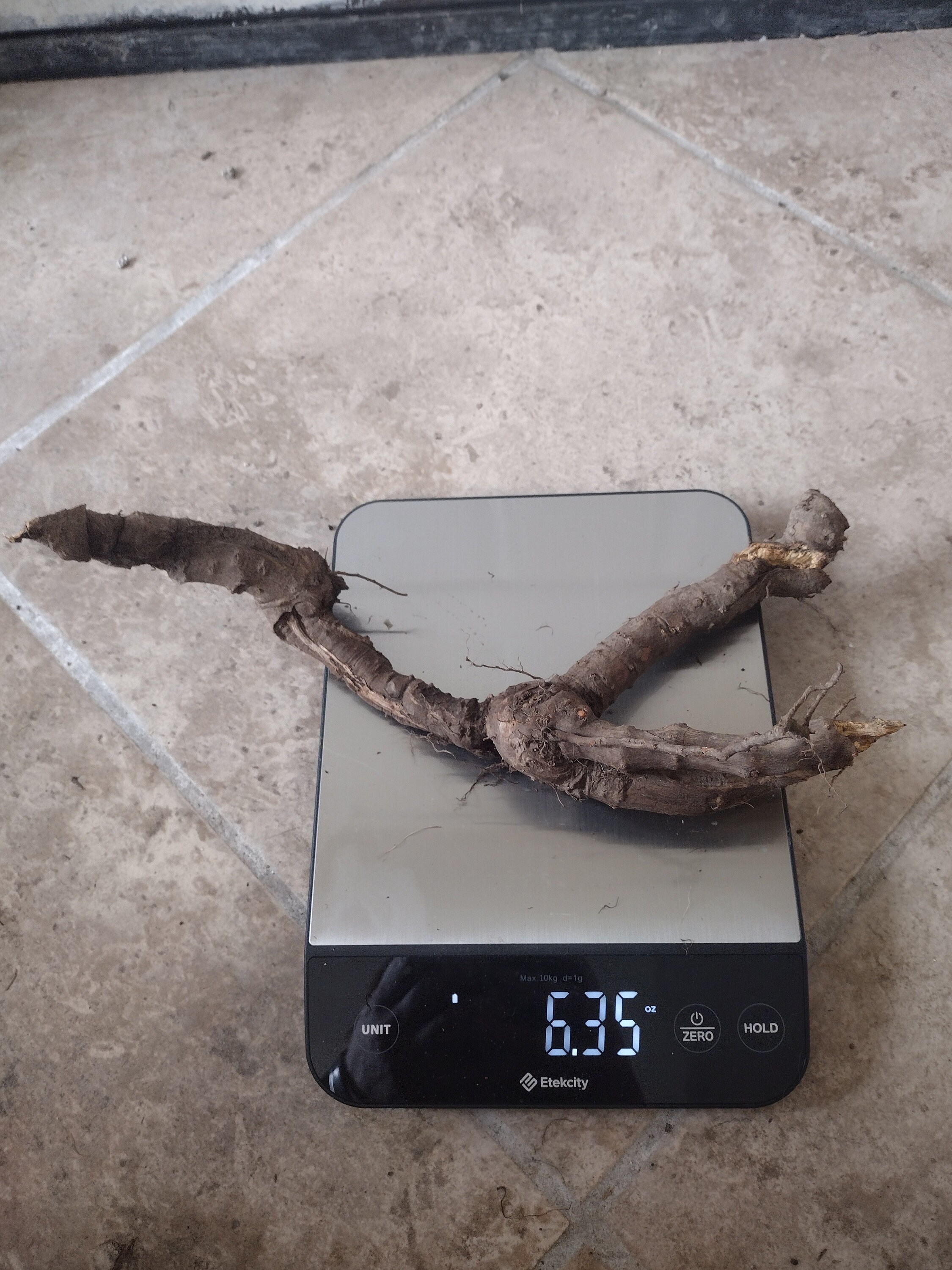 Japanese Knotweed Root. - Etsy