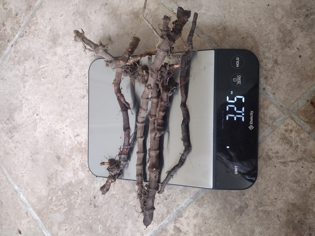 Japanese Knotweed Root. - Etsy