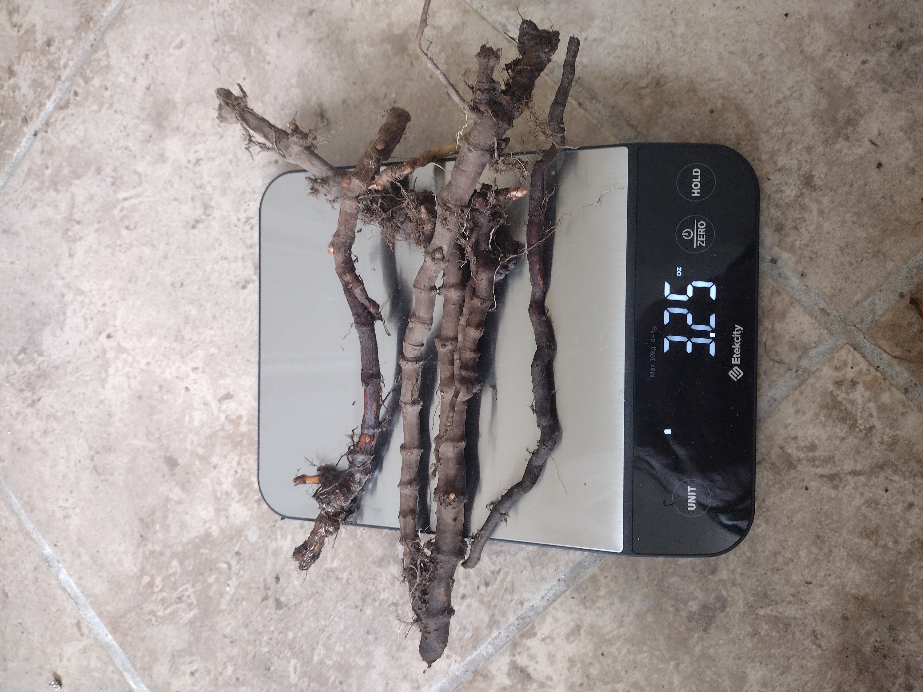 Japanese Knotweed Root. - Etsy