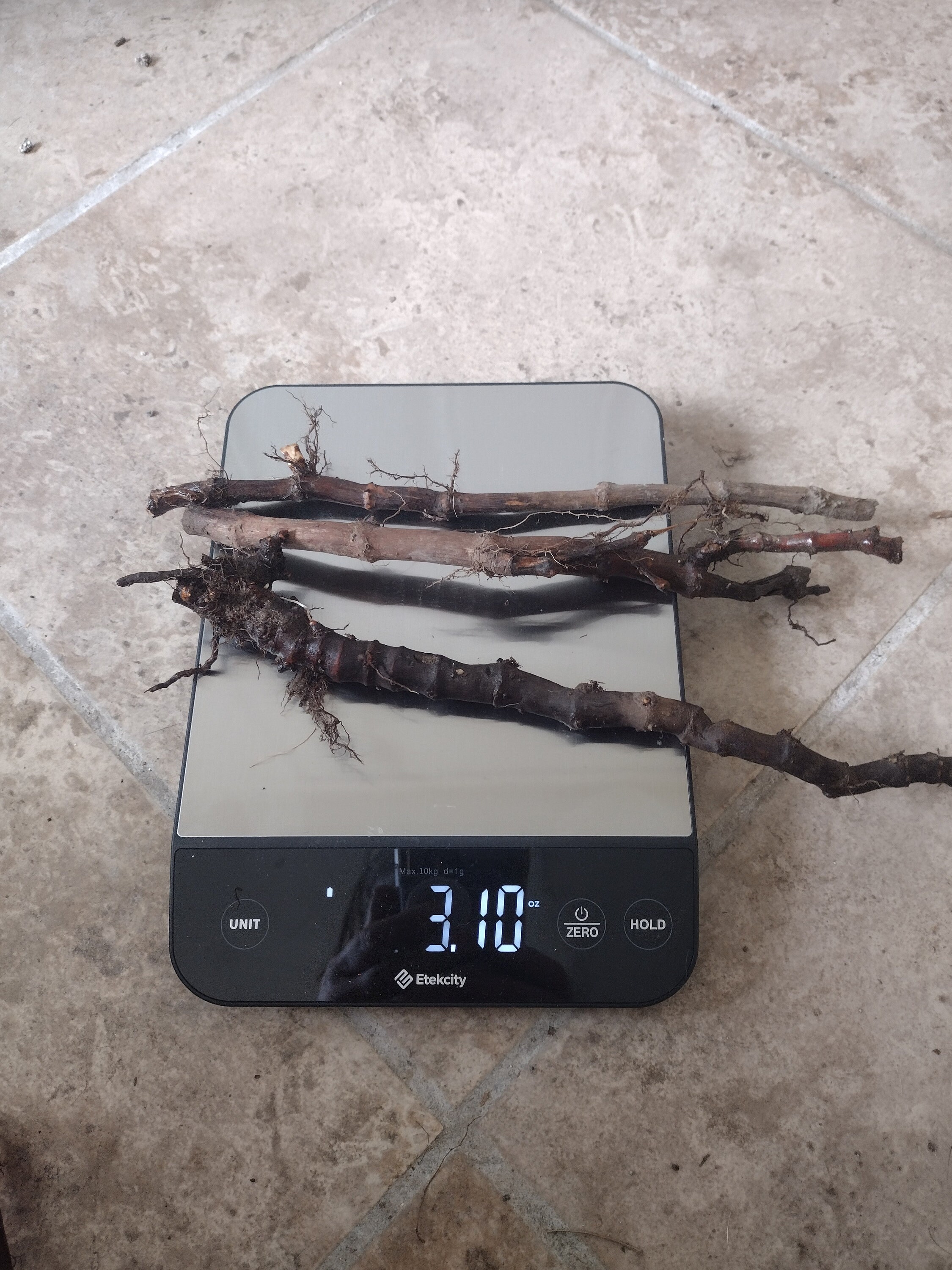 Japanese Knotweed Root. - Etsy