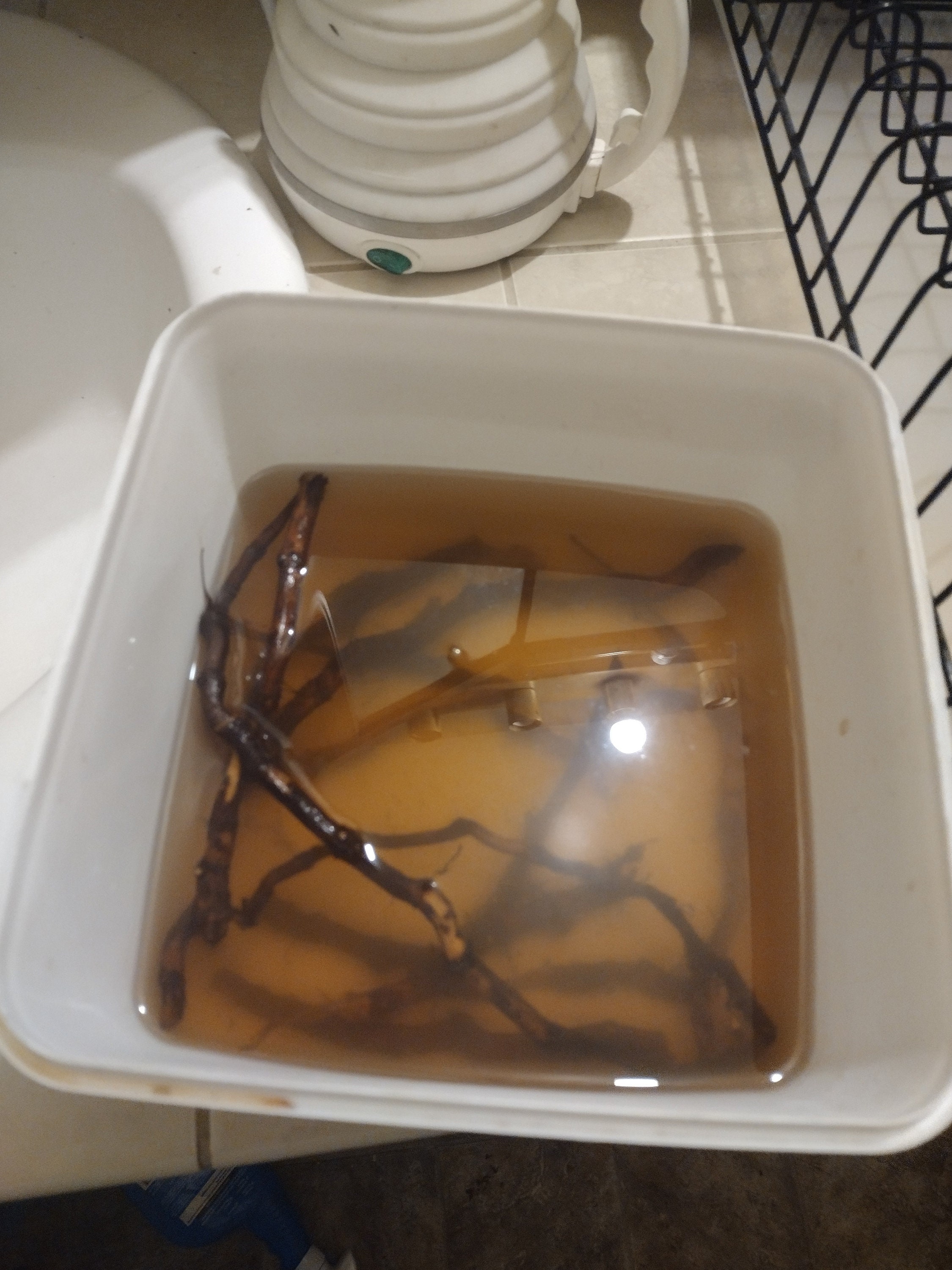 Japanese Knotweed Root. - Etsy