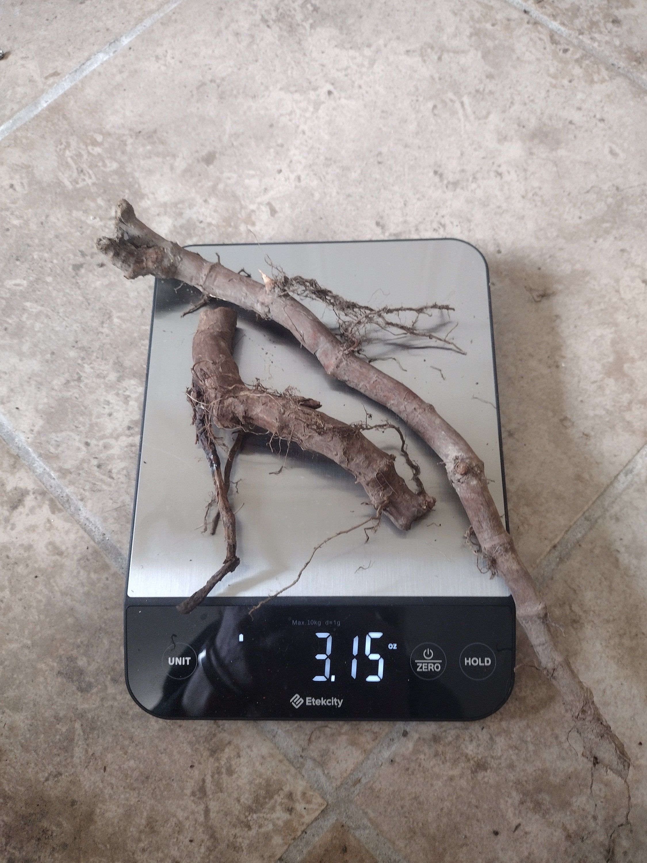Japanese Knotweed Root. - Etsy