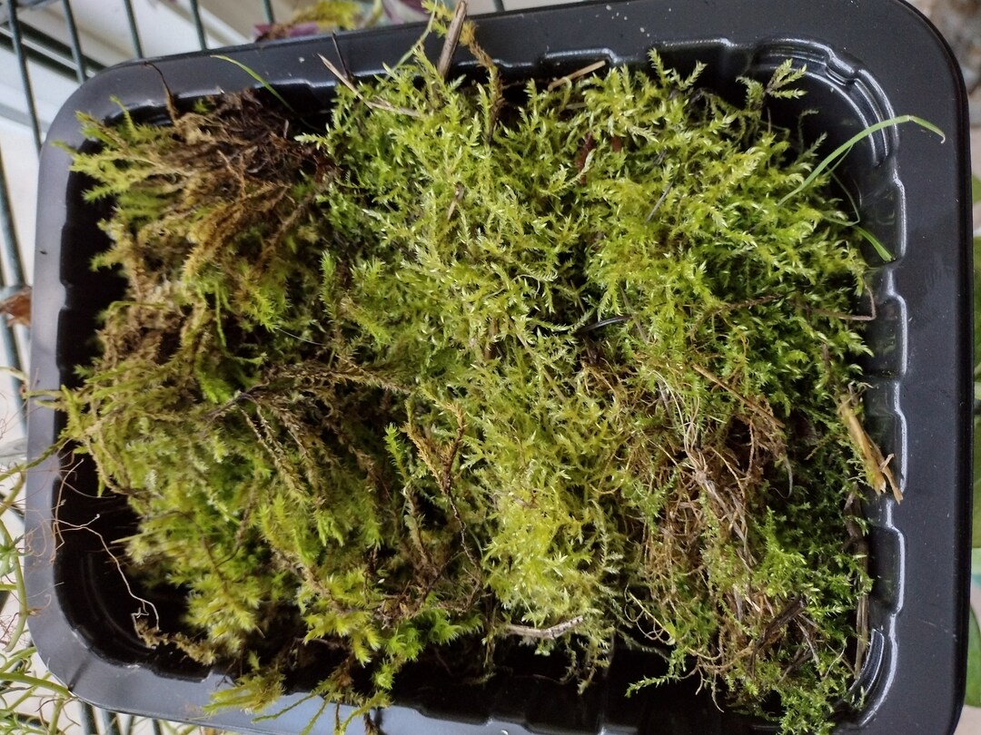 Red Stem Feather Moss - Etsy