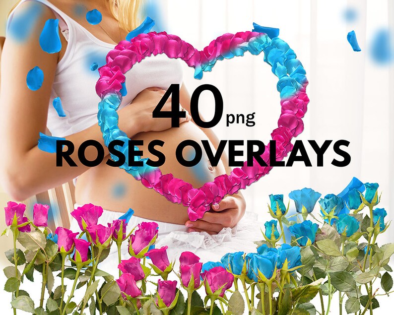 Roses Gender Reveal 40 Png Overlays for Photoshop. Blue and Pink Petals ...