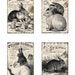 French Rabbit Labels: Vintage Farmhouse Style (digital Download) - Etsy
