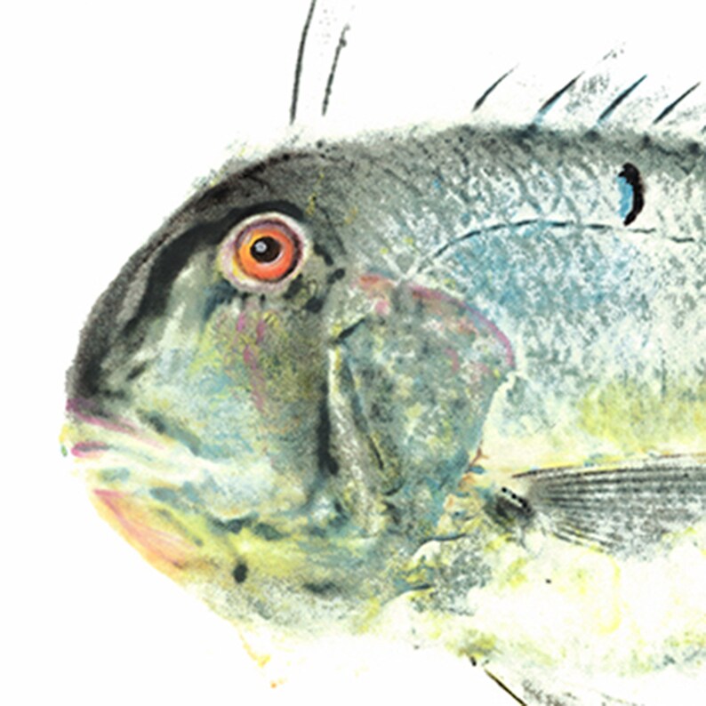 Gyotaku Fish Print Nabeta Wrasse Limited Edition Art by - Etsy