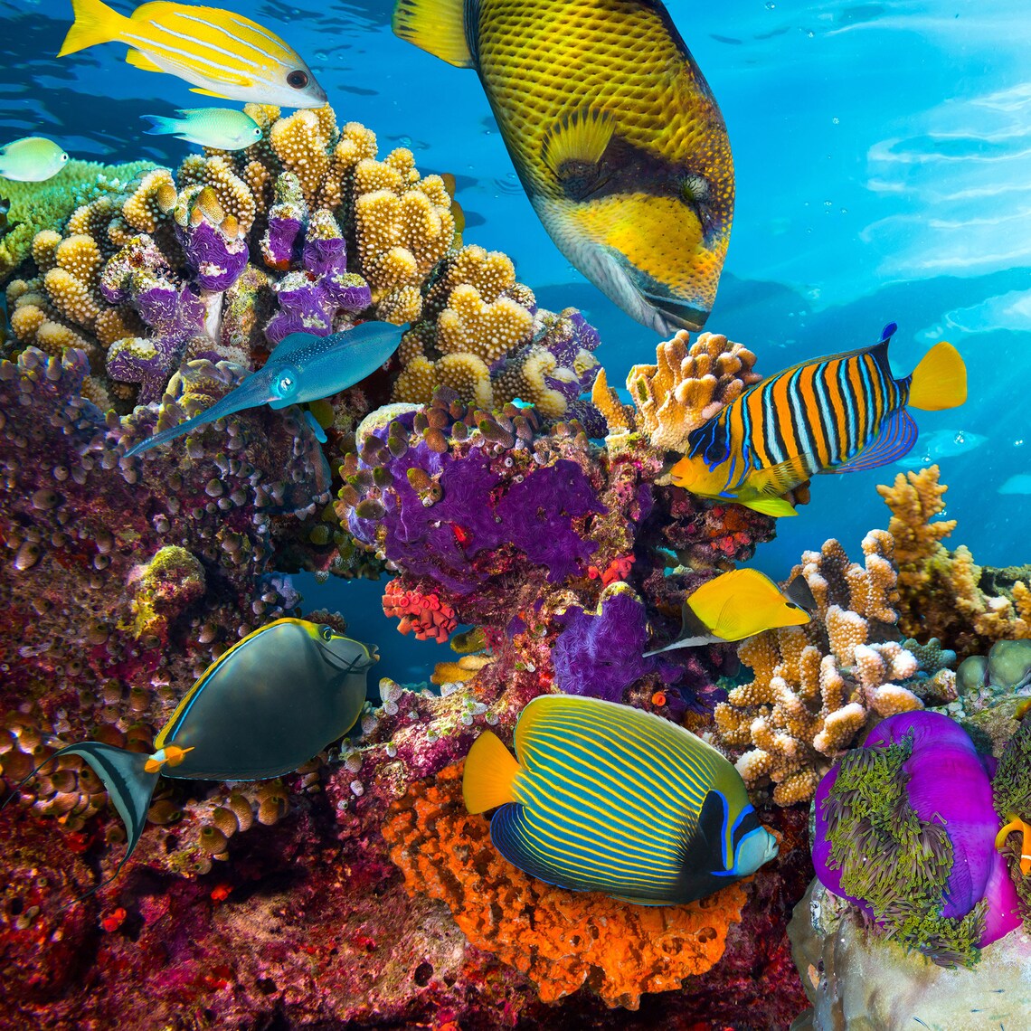 Gyotaku Fish Print - Hawaiian Sailfin Tang - Limited Edition Art by ...