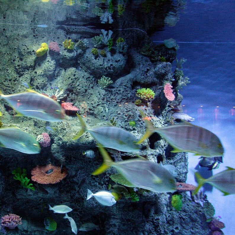 Gyotaku Fish Print Kagami Ulua by Maui Artist Debra Lumpkins - Etsy