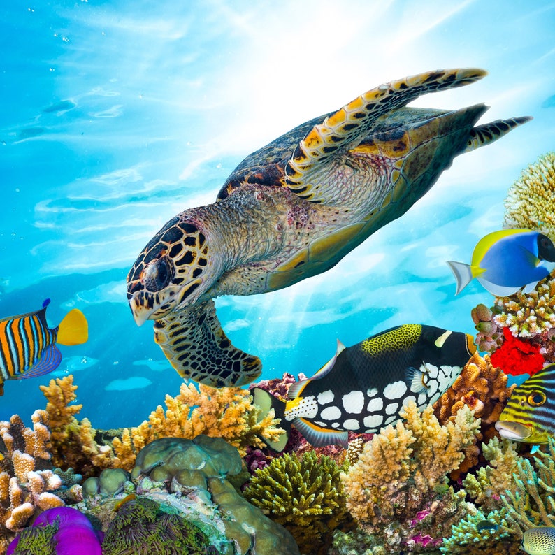 Gyotaku Fish Print Baby Sea Turtles Limited Edition Art by Maui Artist ...