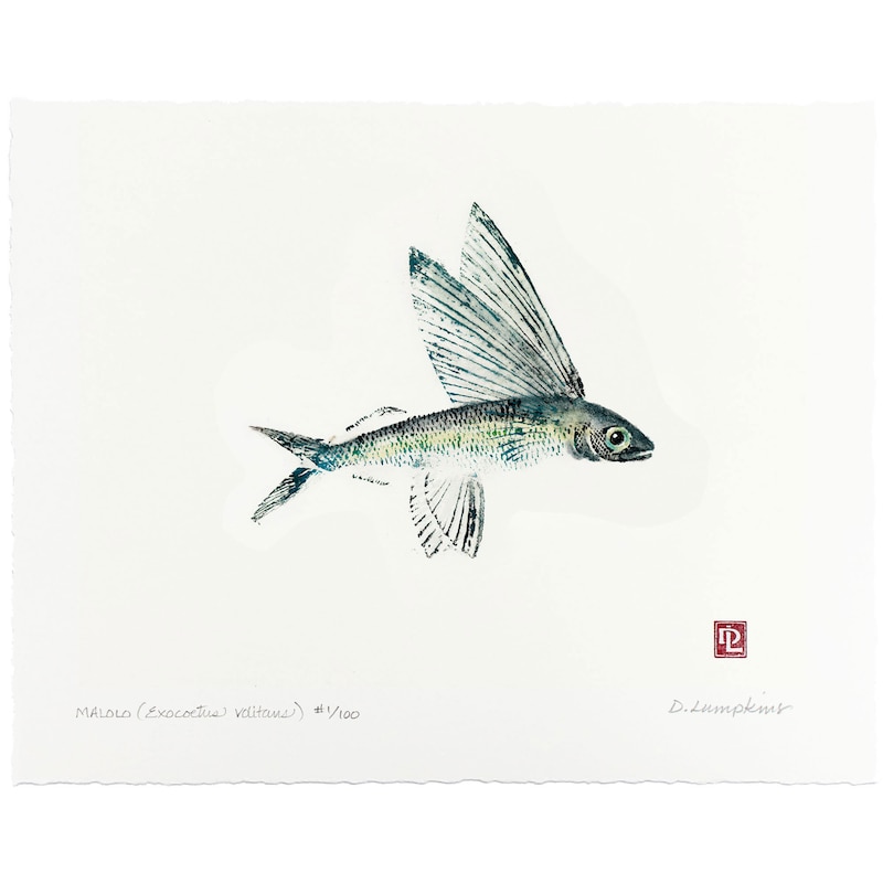 Flying Fish Print - Etsy