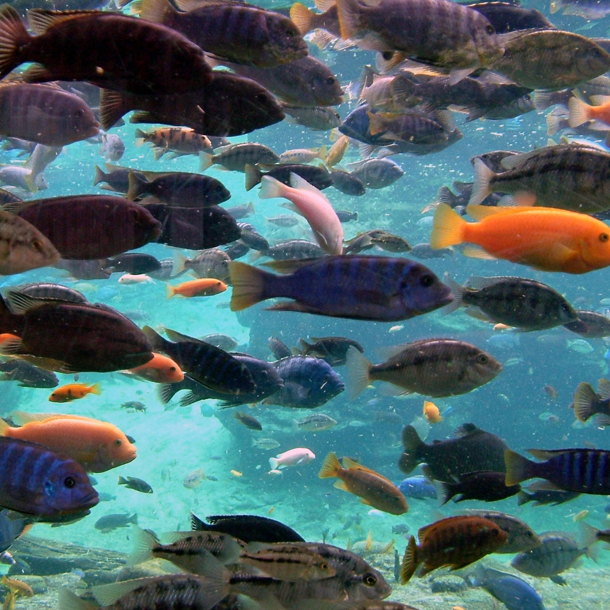 Gyotaku Fish Print Kumu Goatfish Limited Edition Art by | Etsy