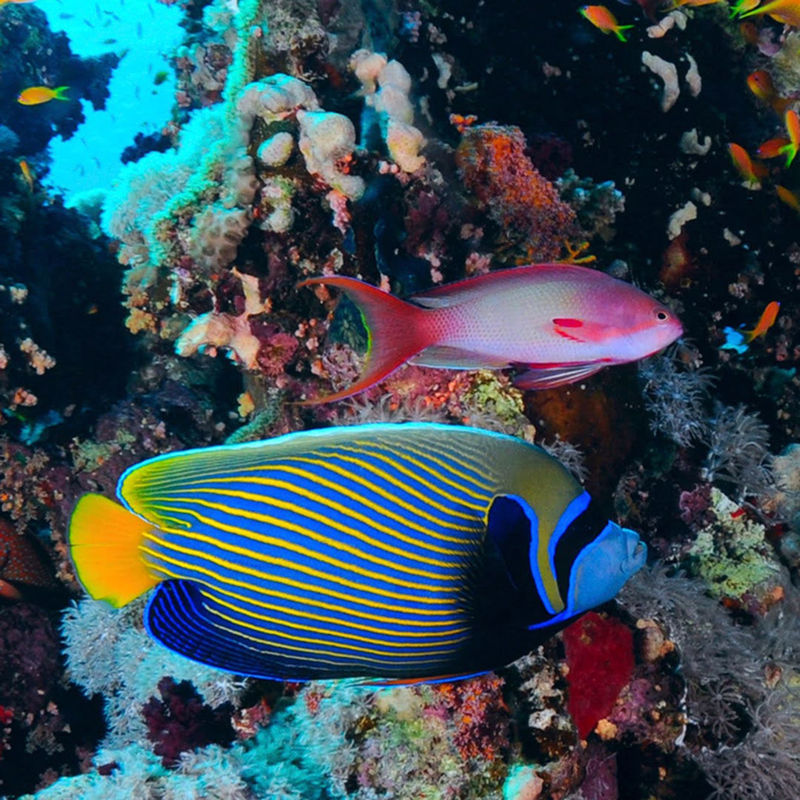 Hawaiian Fish Art Blank Note Cards Set of 4 by Maui Gyotaku Artist ...