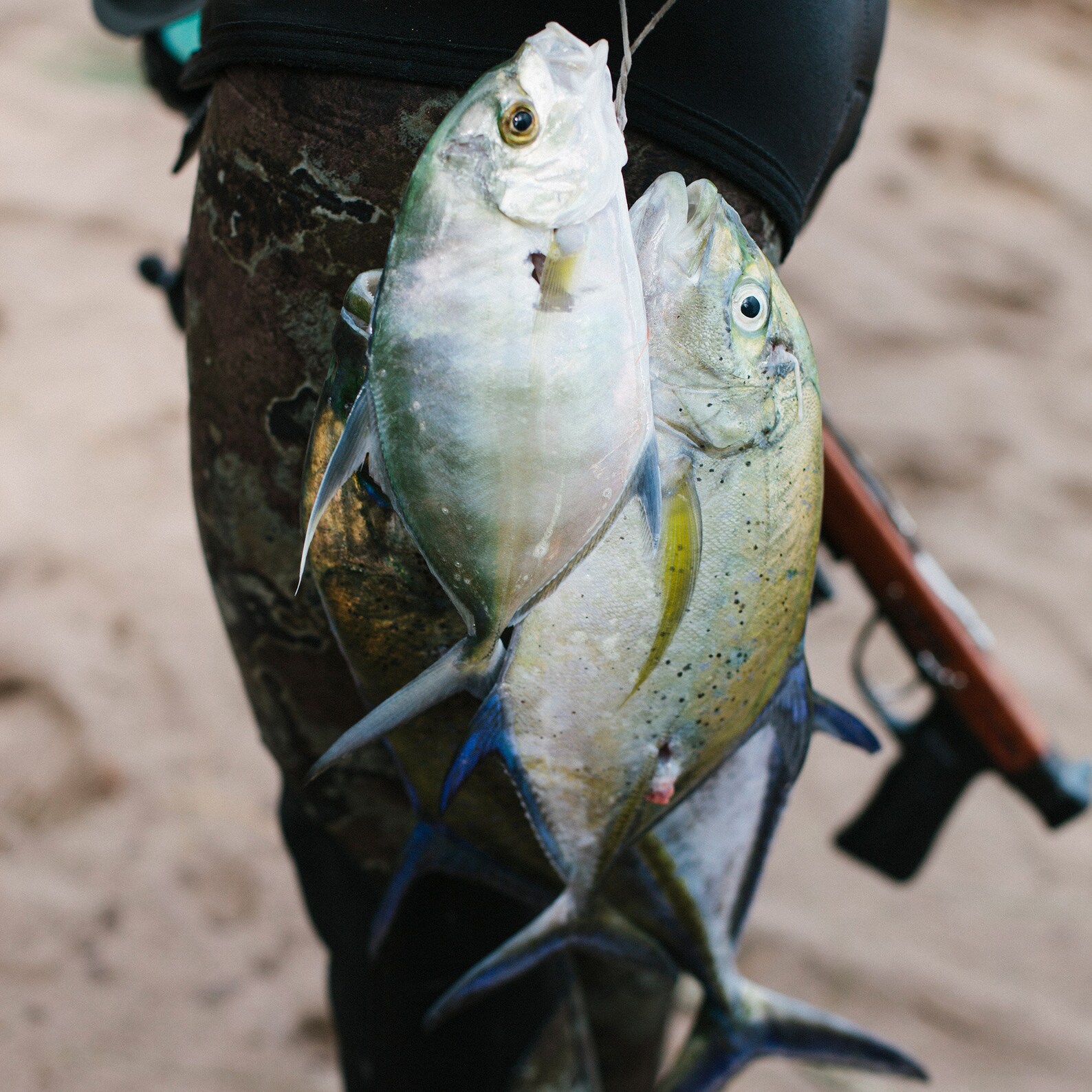 Gyotaku Fish Print - Trevally Omilu Ulua - Limited Edition Art by Maui ...