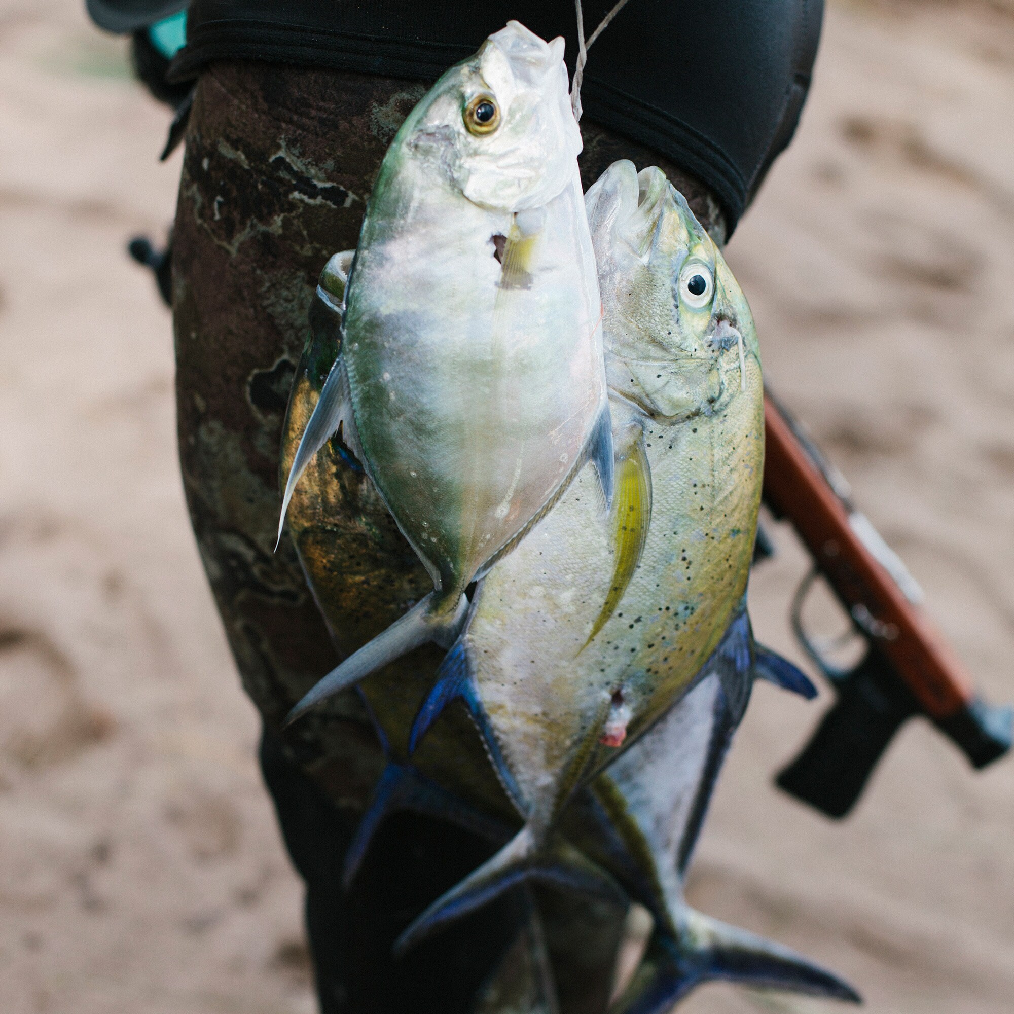 Gyotaku Fish Print - Trevally Omilu Ulua - Limited Edition Art by Maui ...