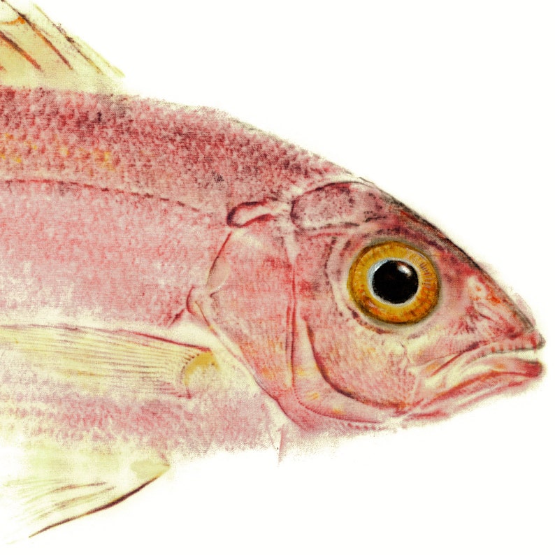 Gyotaku Fish Print - Opakapaka Snapper - Limited Edition Art by Maui ...