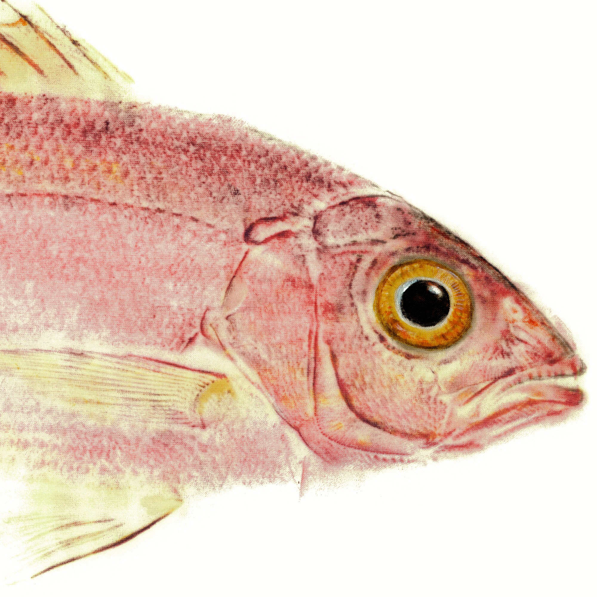 Gyotaku Fish Print - Opakapaka Snapper - Limited Edition Art by Maui ...