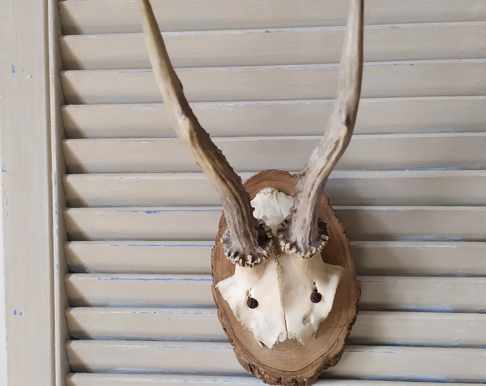 Taxidermy Vintage French Roe Deer Antlers and Skull on Wooden Mount ...