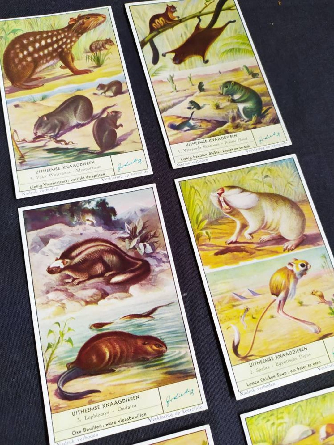 Set of 6 Highly Collectible Vintage Liebig Exotic Rodents Cards ...