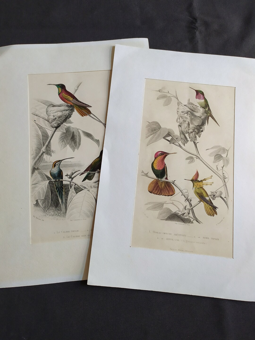 Pair of Antique French Bird Engravings, French Coloured Bird Engravings ...