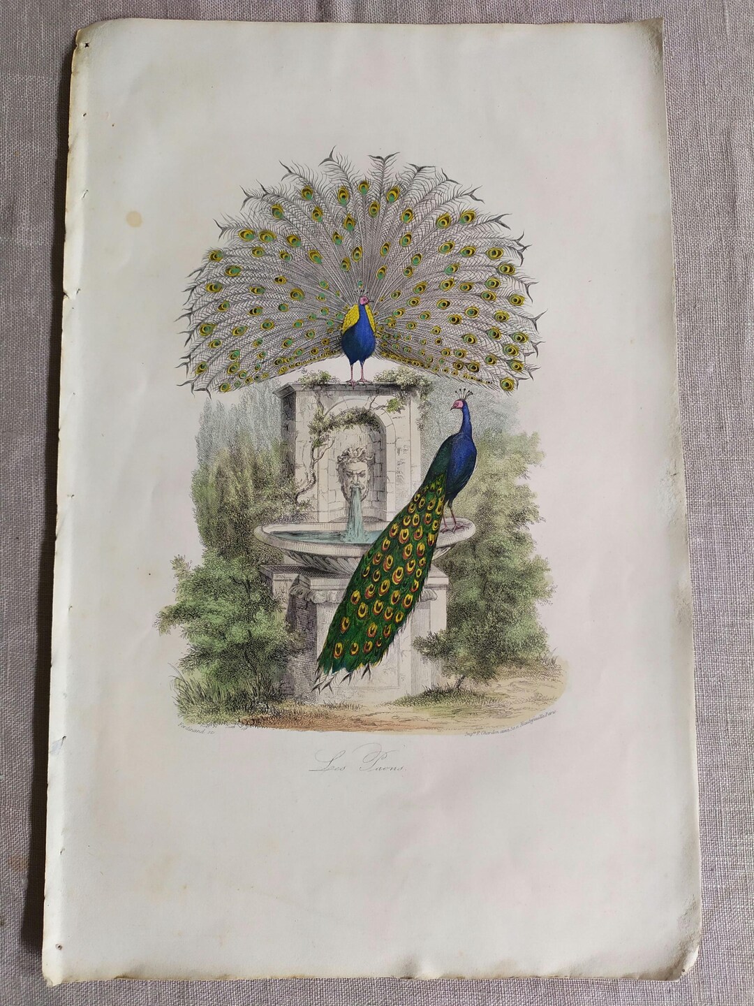 Antique French Hand Coloured Peacocks Engraving, French Lithography ...