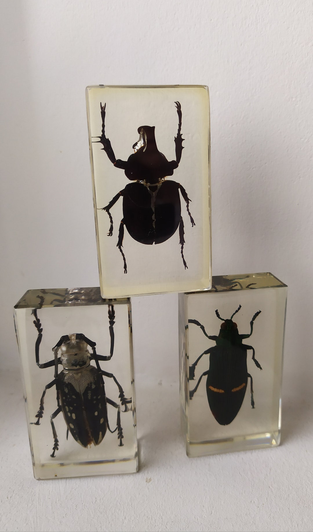 Vintage Insects in Resin - Real Museum Style Bug Specimens Including ...