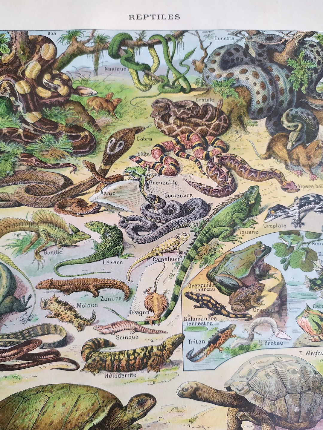 Antique French Book Illustration Types of Reptiles Larousse Universel ...