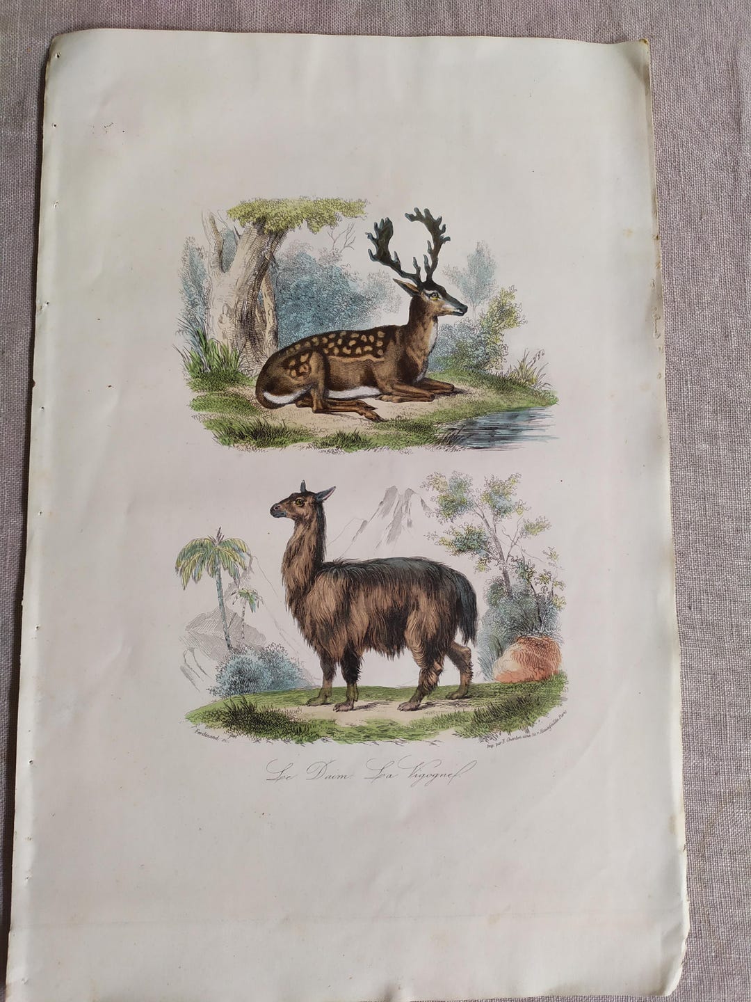 Antique French Hand Coloured Animal Engraving, French Lithography ...