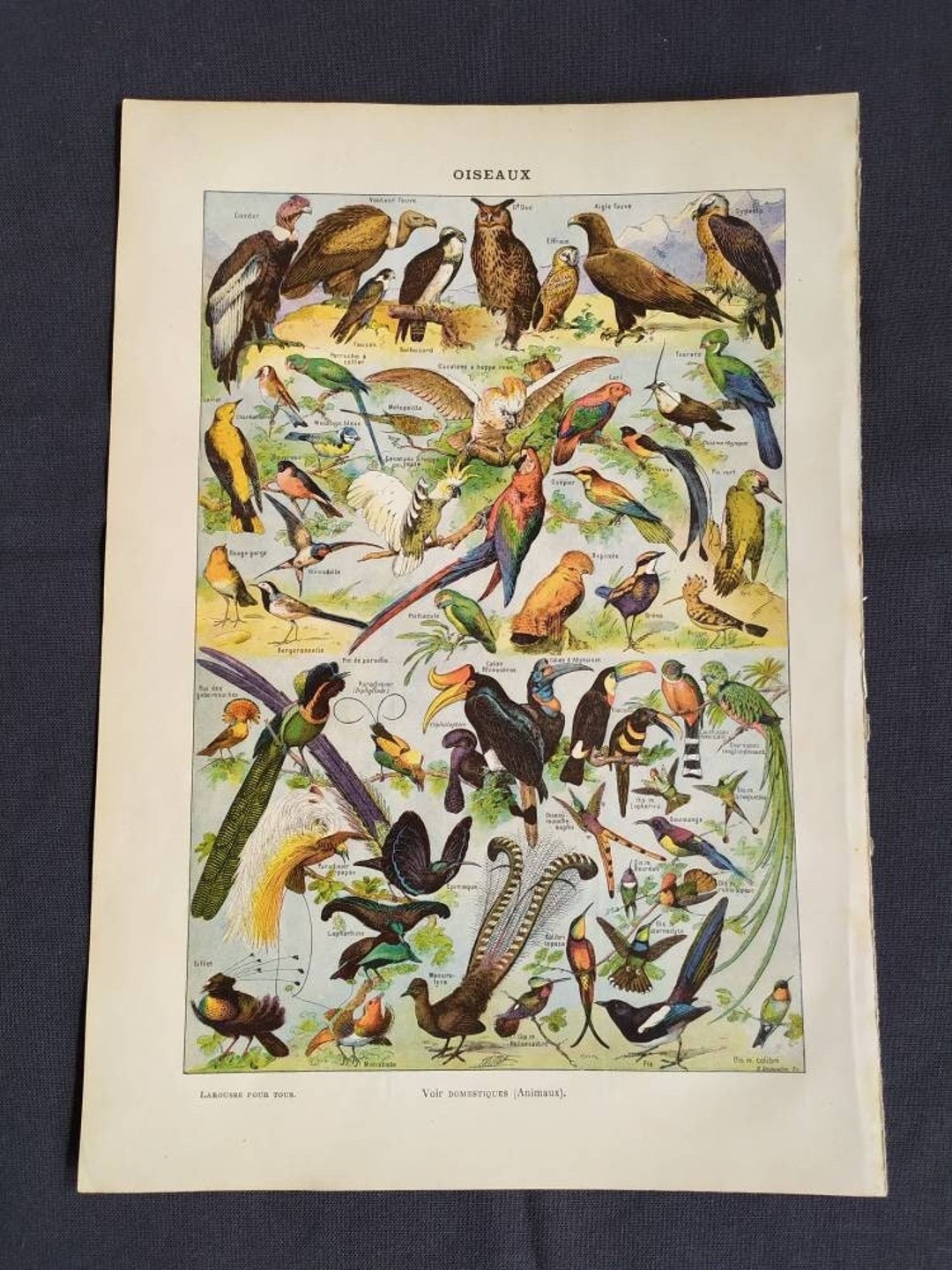 Antique French Book Illustration Birds Larousse Universel - Etsy