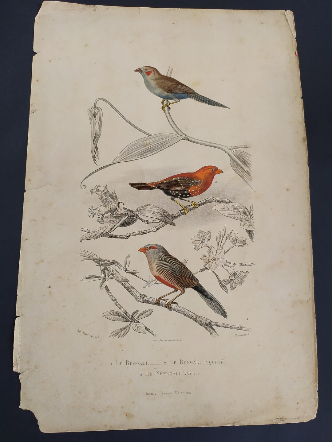 Antique French Hand Coloured Animal Engravings, French Lithography ...