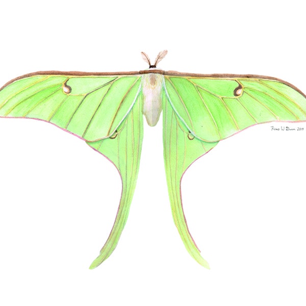 Luna Moth Painting - Etsy
