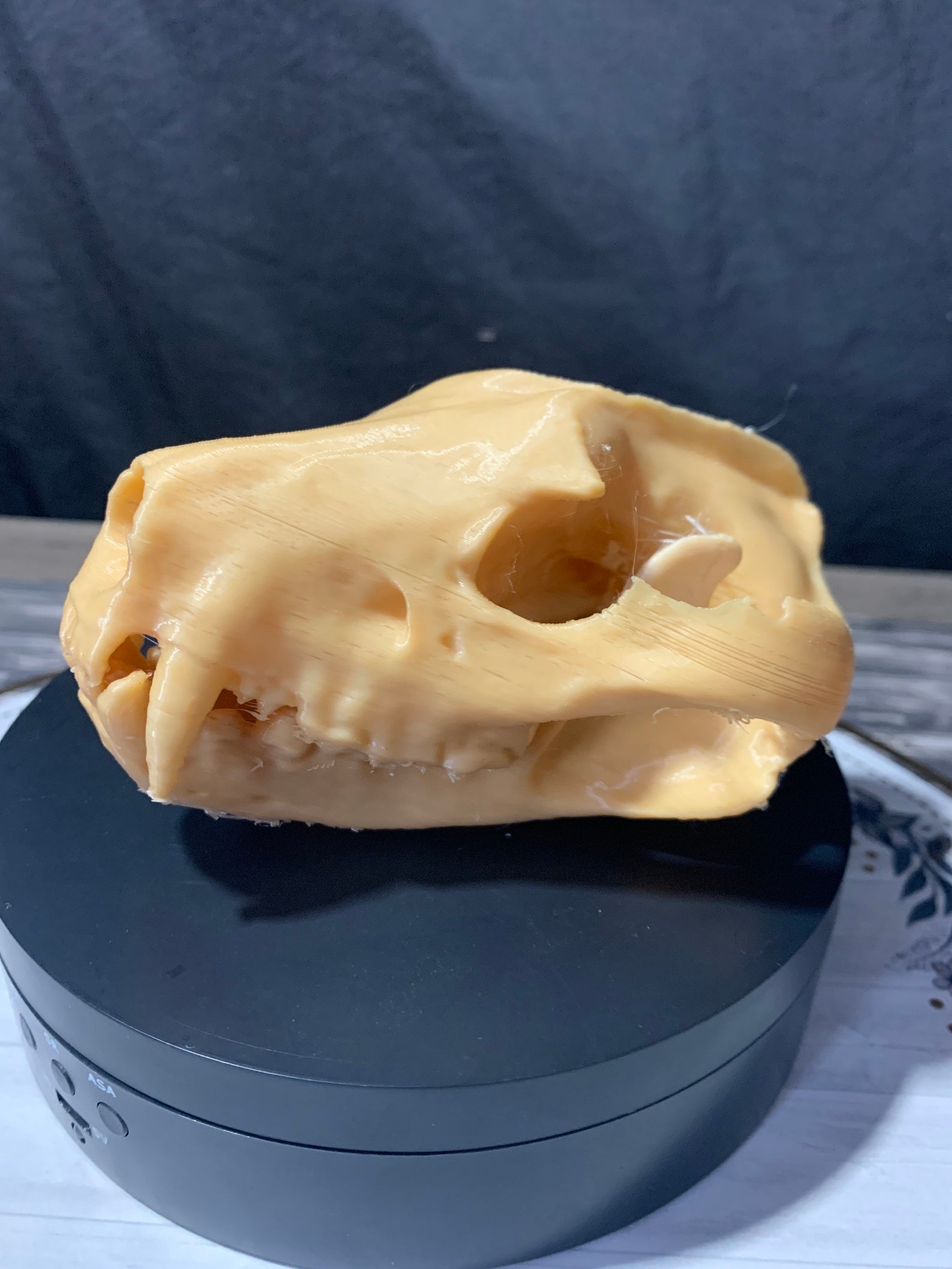 3D Printed Wood PLA Tasmanian Devil Skull Replica - Etsy