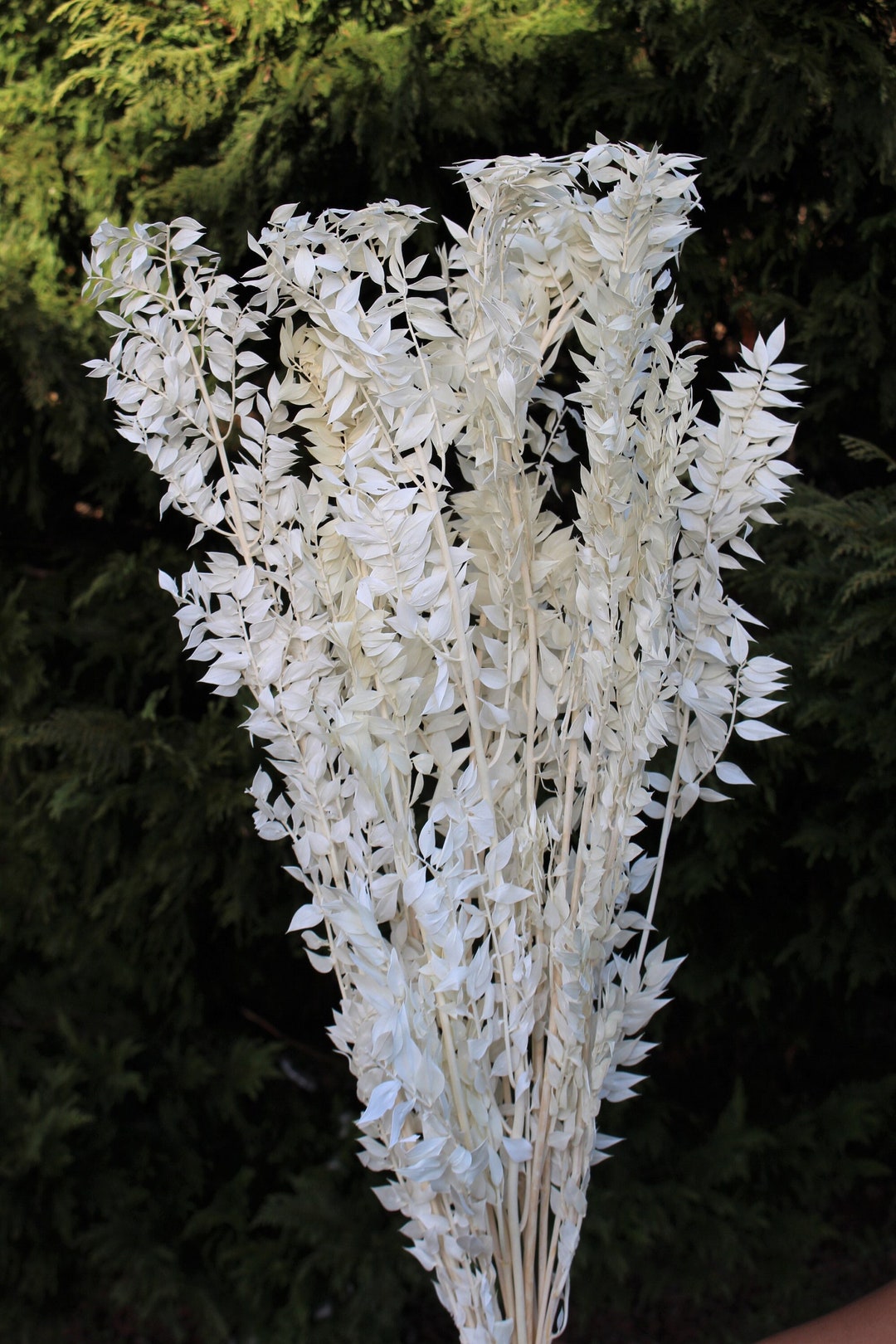 Premium Bleached White Italian Ruscus - 5 Stems / Bleached Flowers ...
