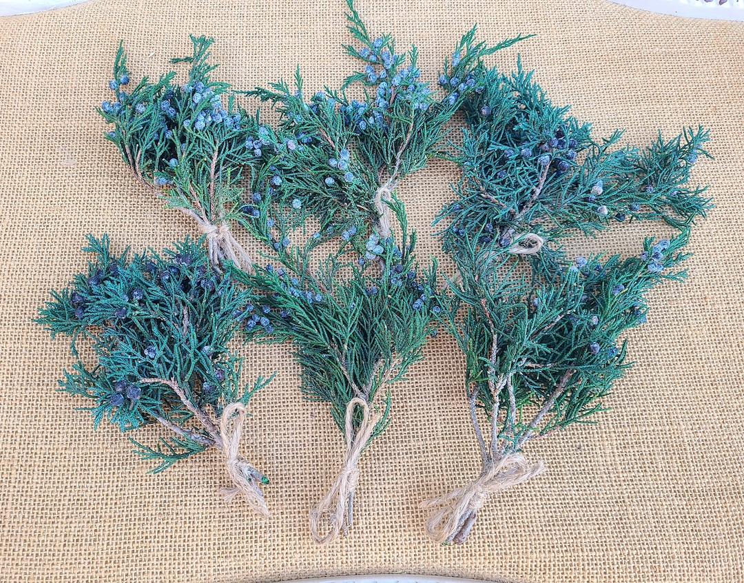 Fragrant Preserved Juniper Berry Tips, Fall Decoration, Winter Greenery ...