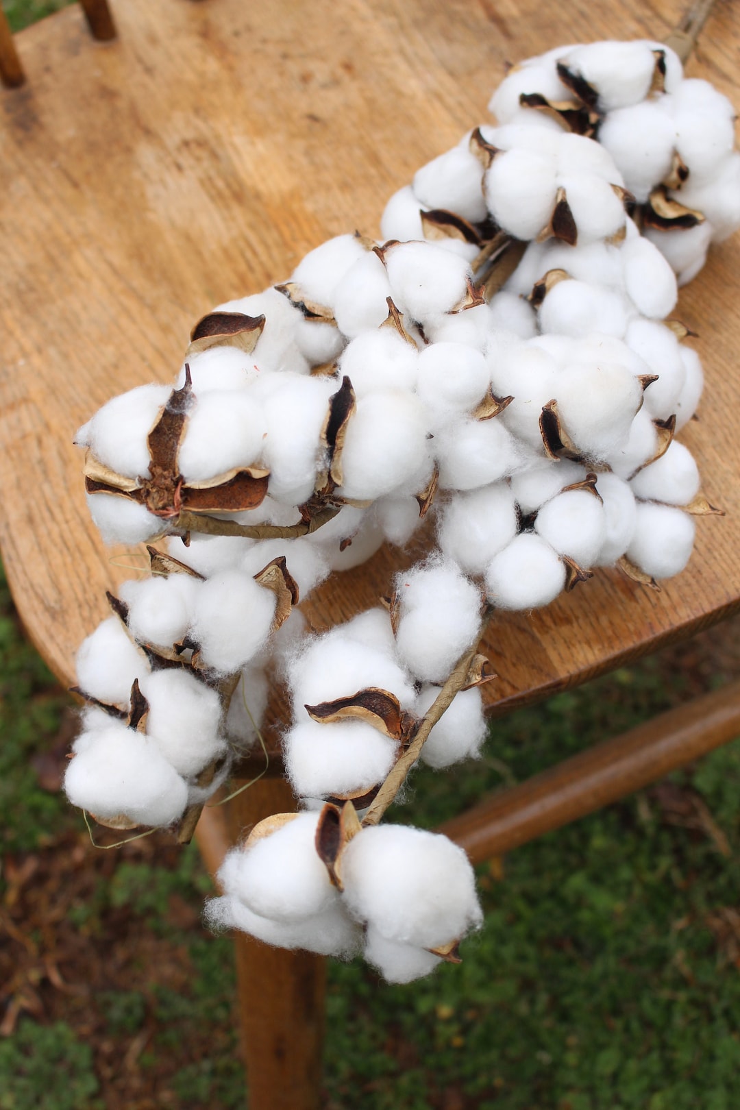 Raw Cotton on Stems - Etsy