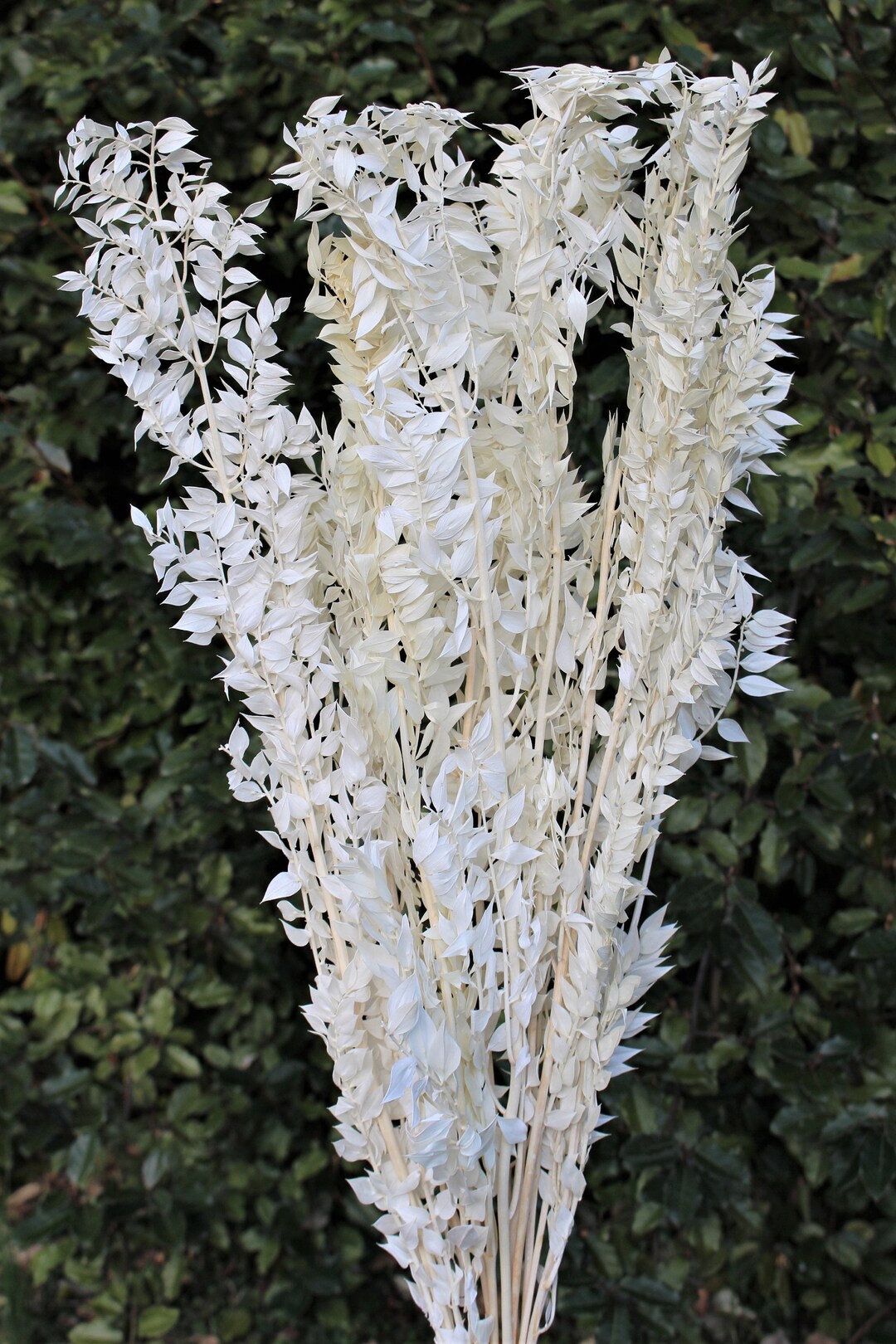 Premium Italian White Ruscus | Preserved Stems | Boho Wedding Decor| 5 ...