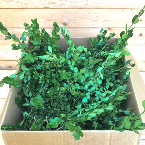 Boxwood - Etsy