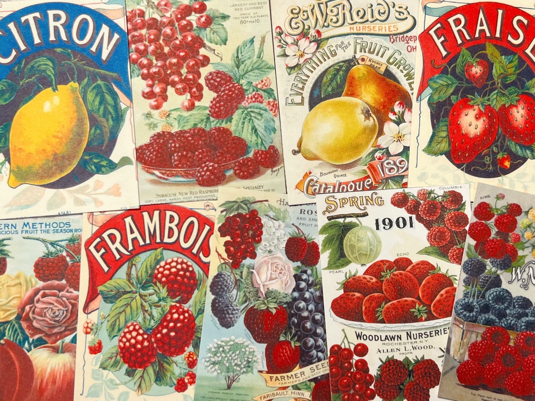 Fruit Seed Card Toppers Vintage Catalogue Botanical Gift Tags Note Junk ...