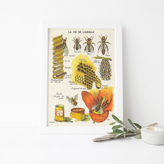 Vintage Bee Hive Illustration Print Home Decor Honey Spring | Etsy