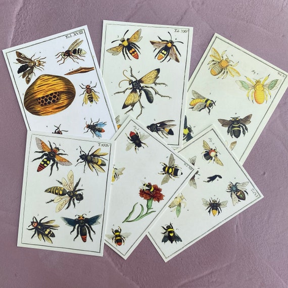 Vintage Bees Illustrations Set of 6 Note Cards Post Cards - Etsy UK