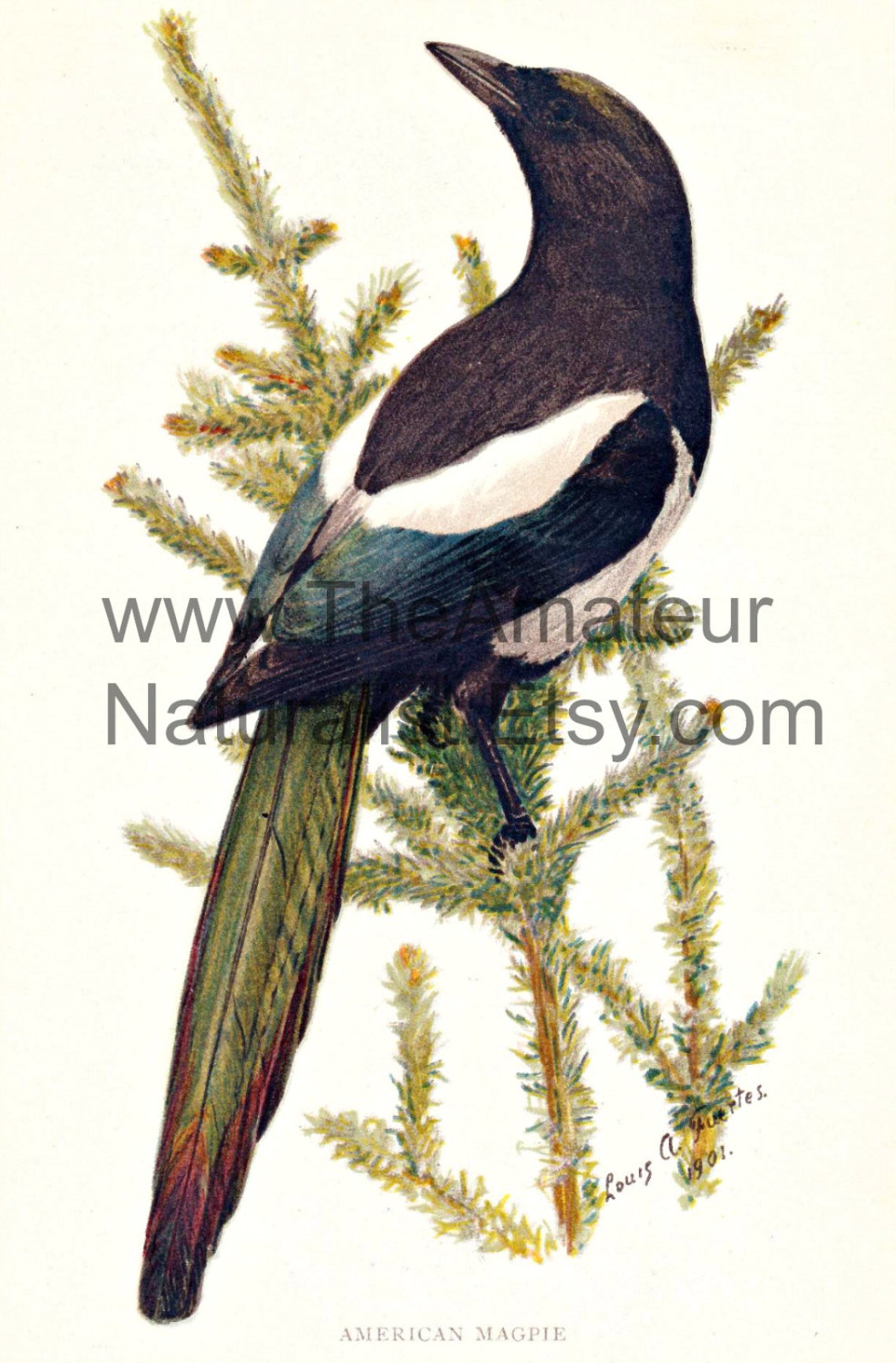 Vintage Bird Illustration American Magpie Antique Print | Etsy