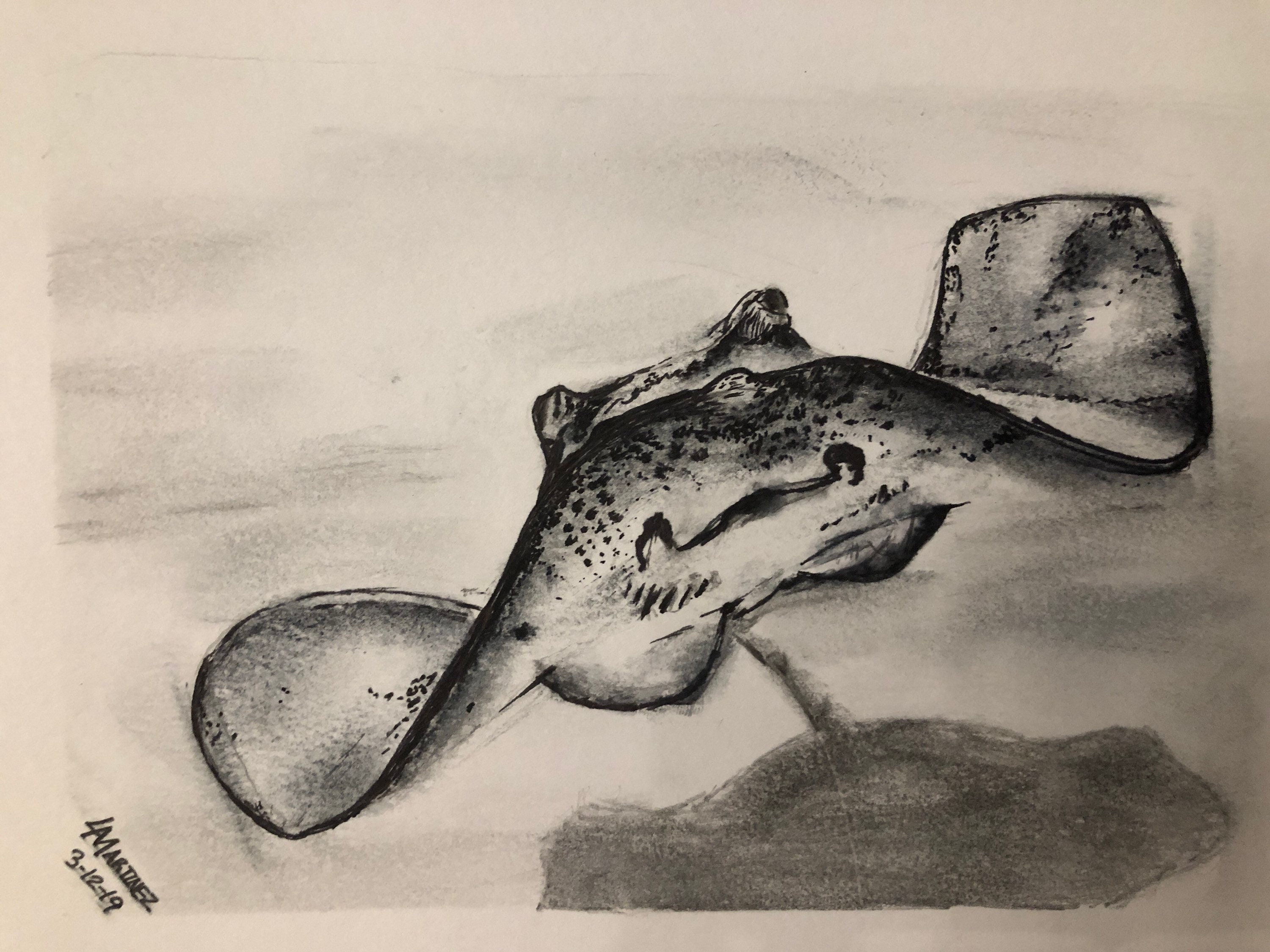 How To Draw A Realistic Stingray