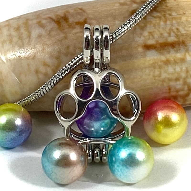 Cats Paw Shell - Etsy