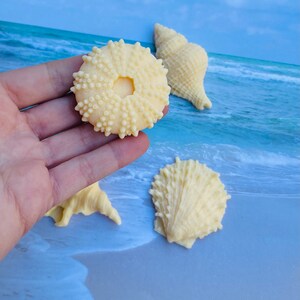 Seashell Soaps - Seashell Soaps Set - Eucalyptus Soap Set - Beach Theme ...