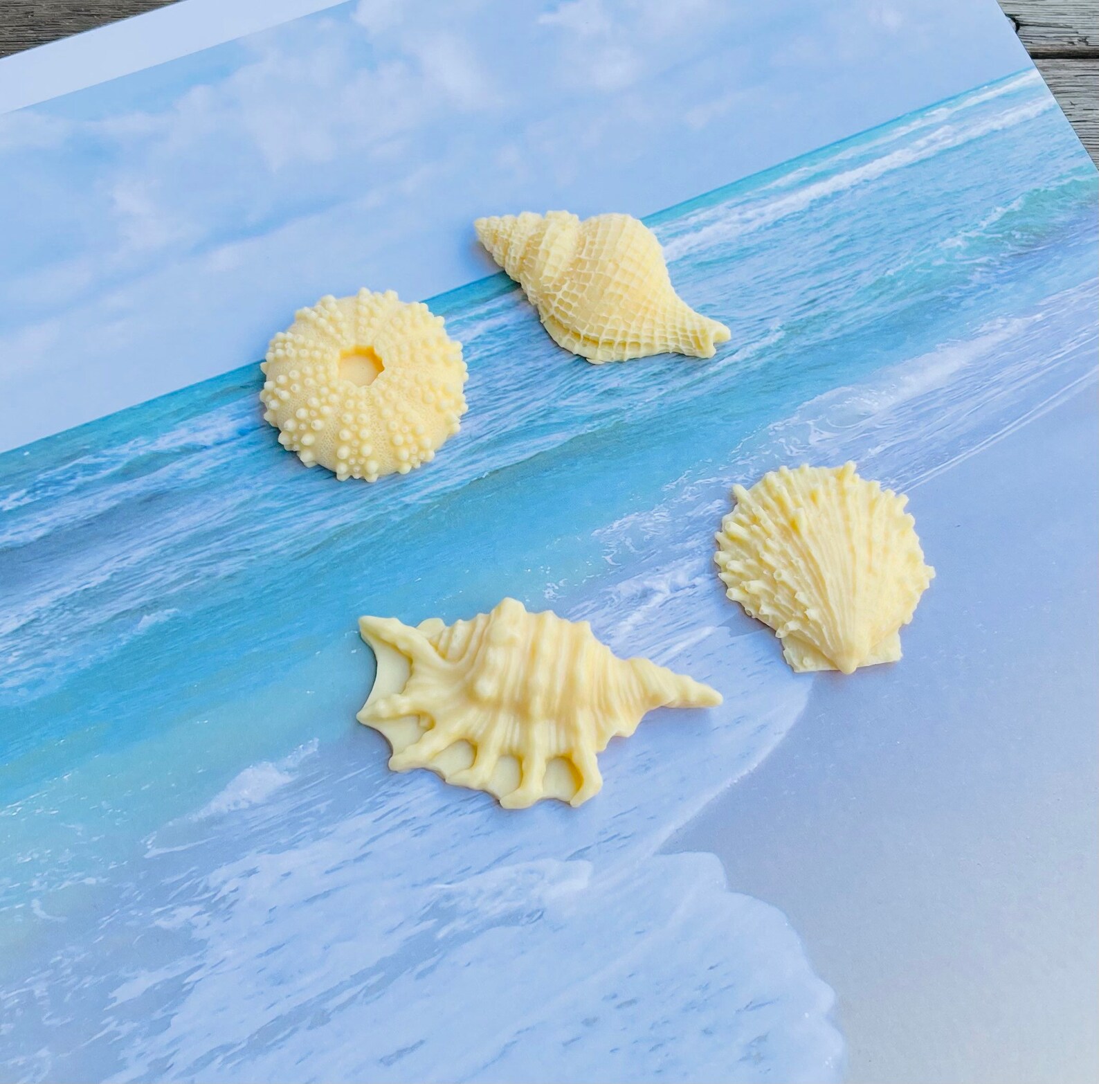 Seashell Soaps Seashell Soaps Set Eucalyptus Soap Set Beach Theme Soaps ...