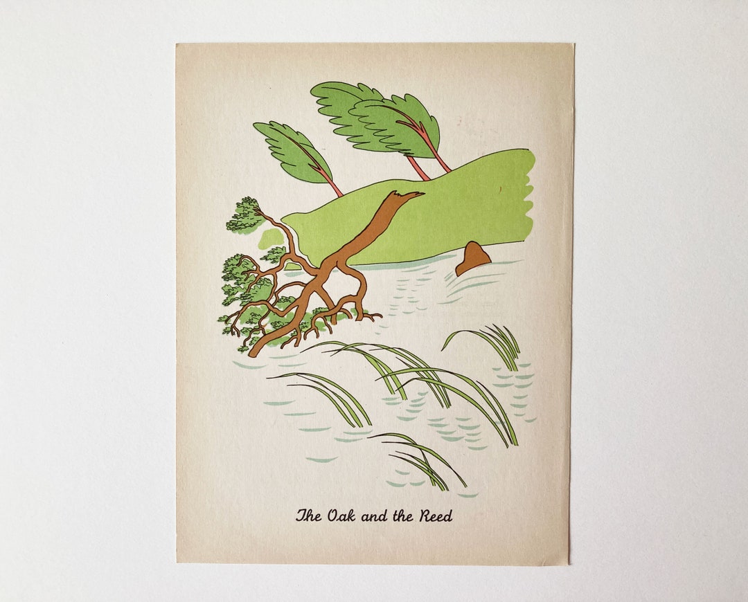 1970 Original Vintage Illustration / Aesop's Fables / the Oak and the ...