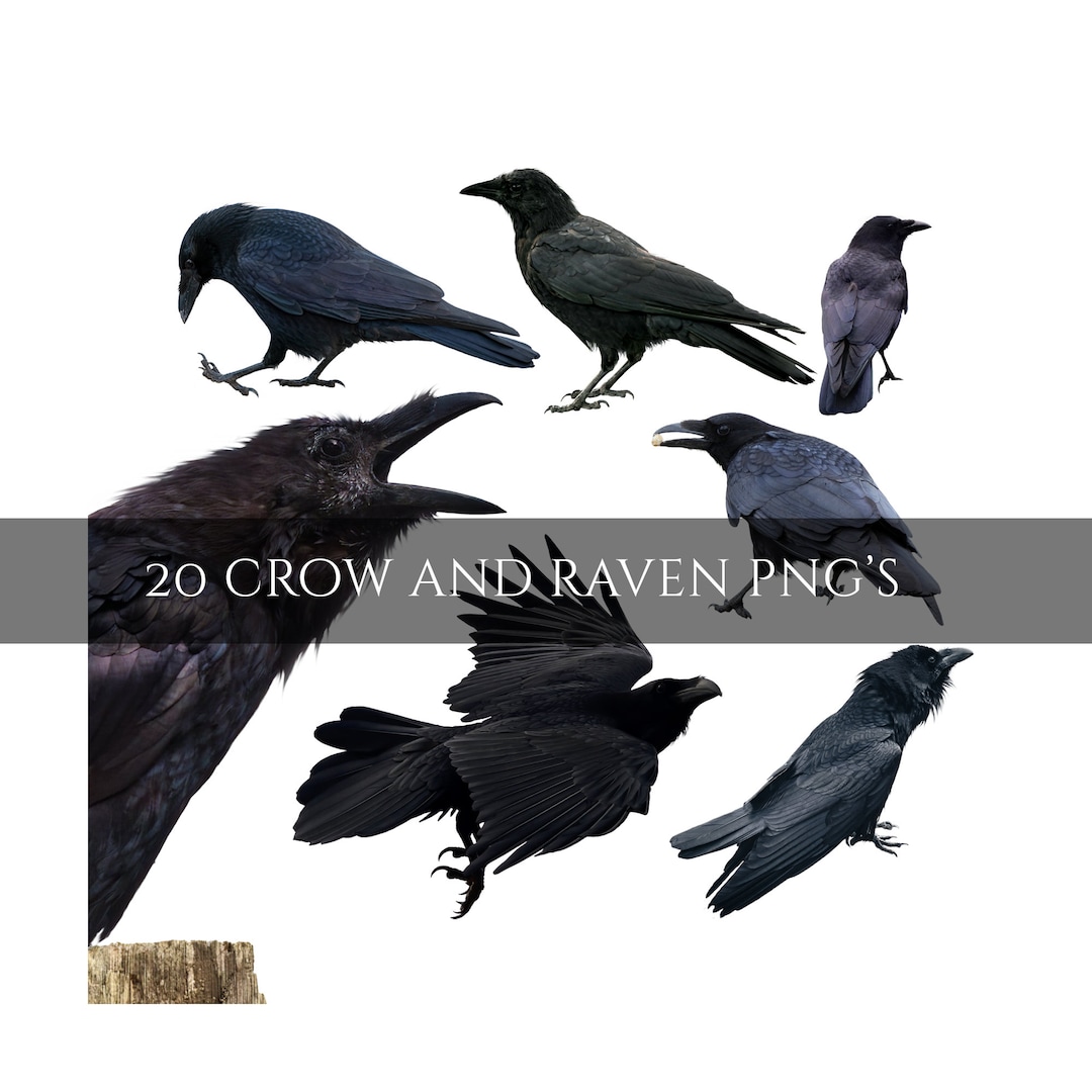 Digital Crow and Raven Overlays, Photo Compositing, Photoshop PNG Crows ...