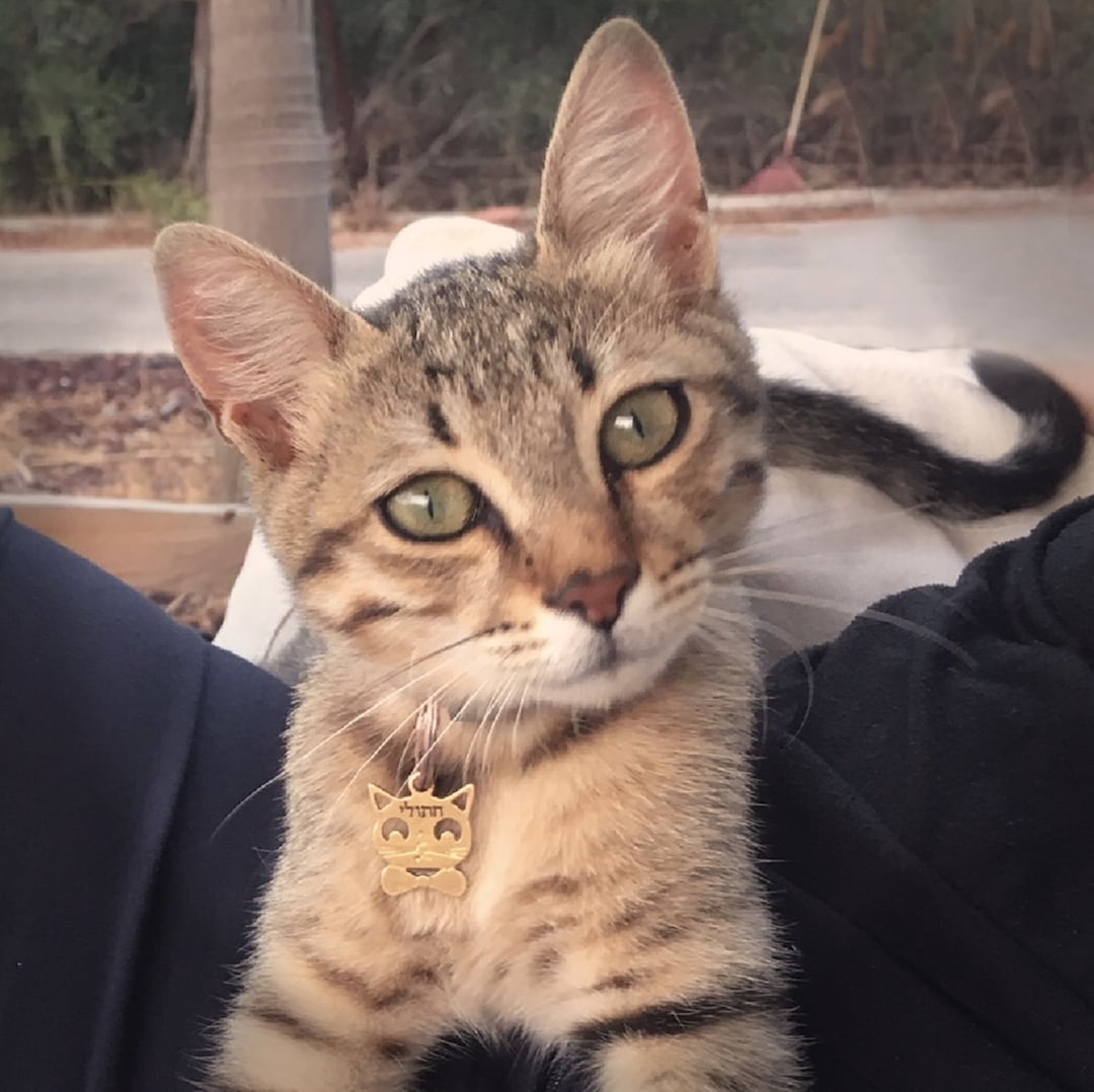 Cat Tag .pet ID Tag . Cat Name Tag. Personalized Cat Tag .custom Cat ...